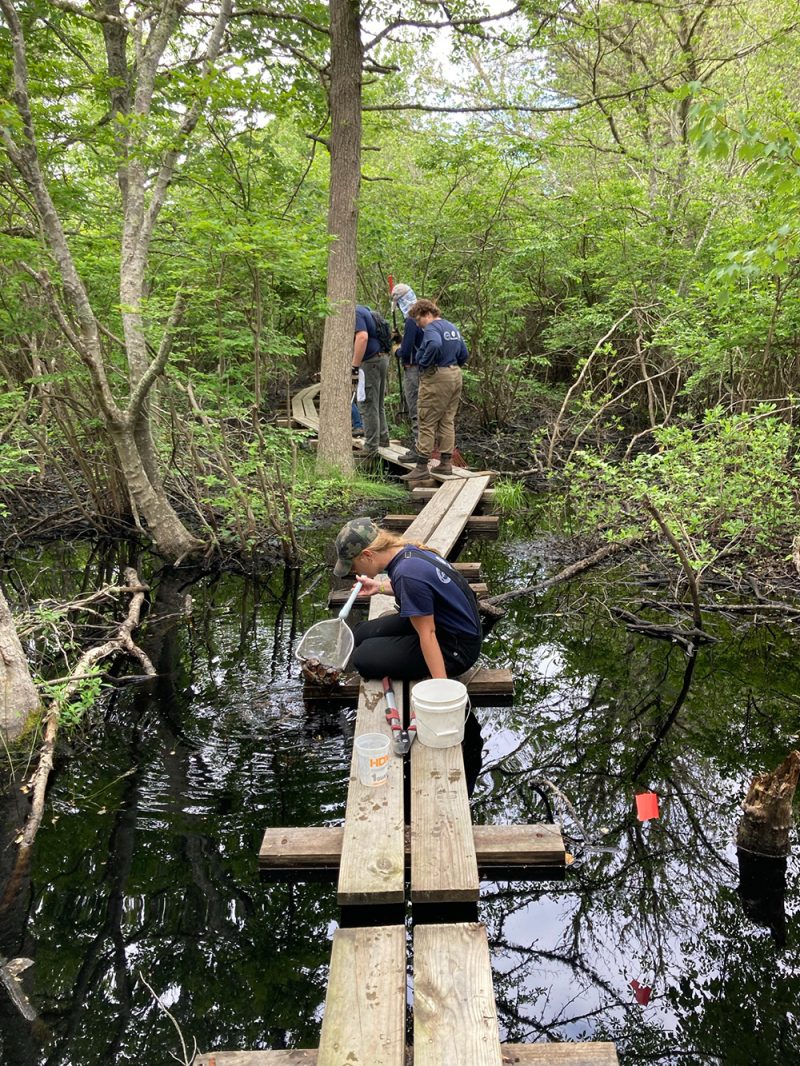 Coles Pond Bog – Dennis Conservation Land Trust