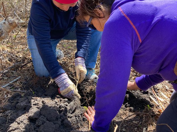 Land Stewardship – Dennis Conservation Land Trust