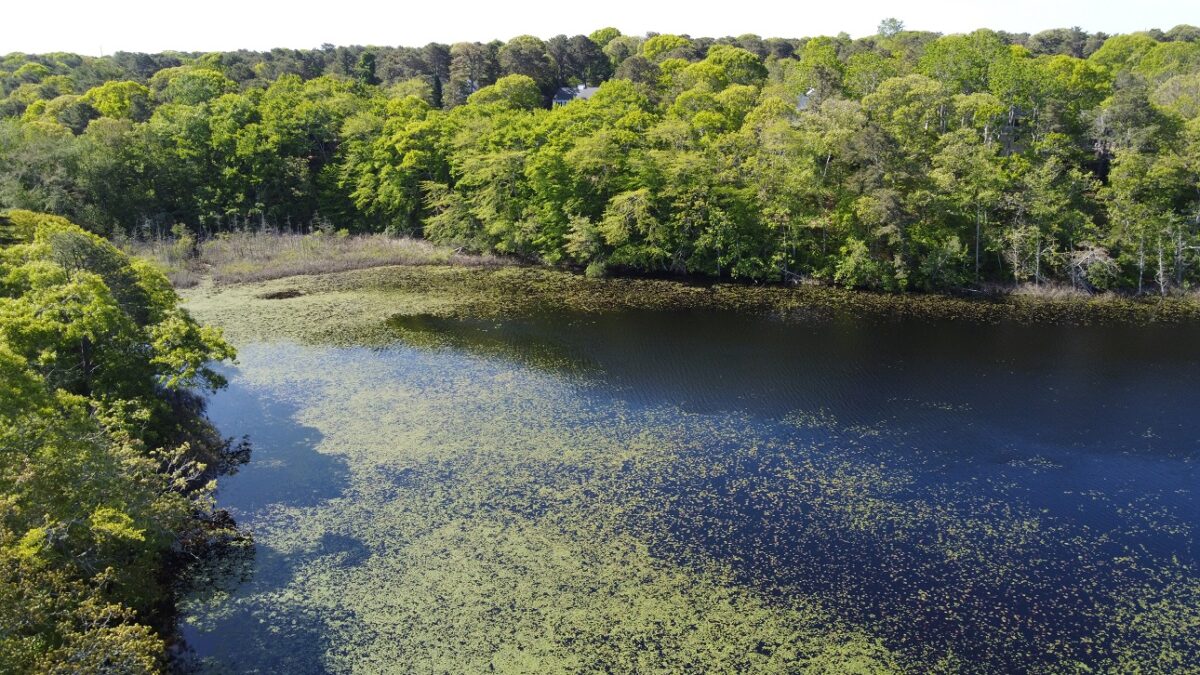 Cedar Pond – Dennis Conservation Land Trust