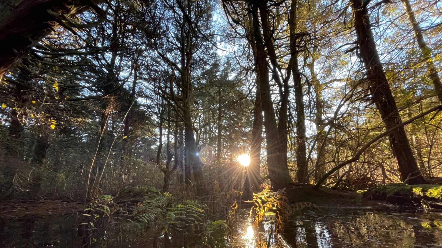Help Us Bring Nature to Dennis Port! – Dennis Conservation Land Trust