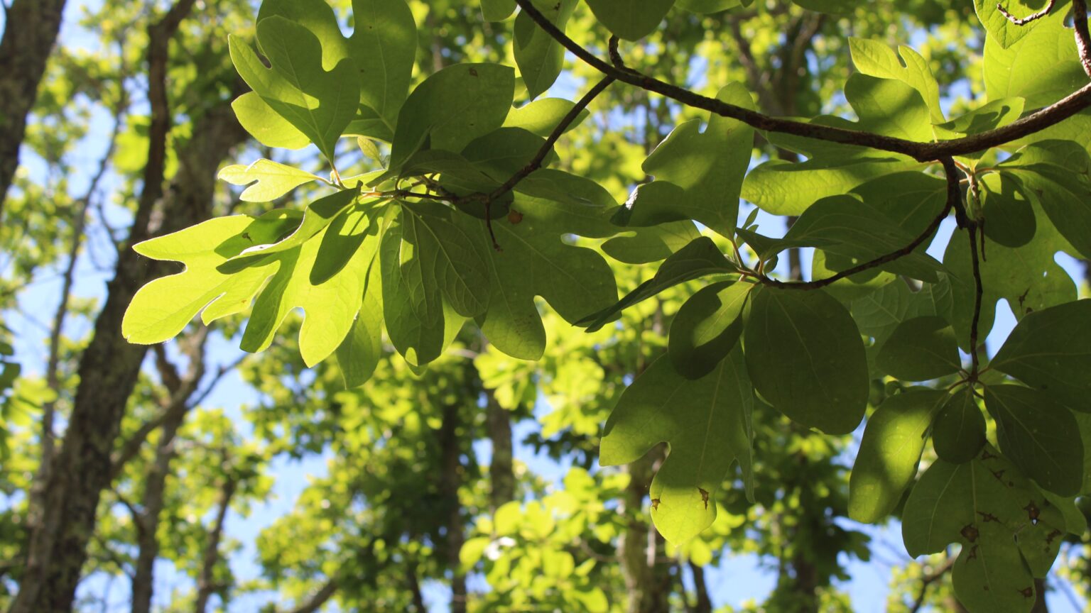 Help Us Bring Nature to Dennis Port! – Dennis Conservation Land Trust