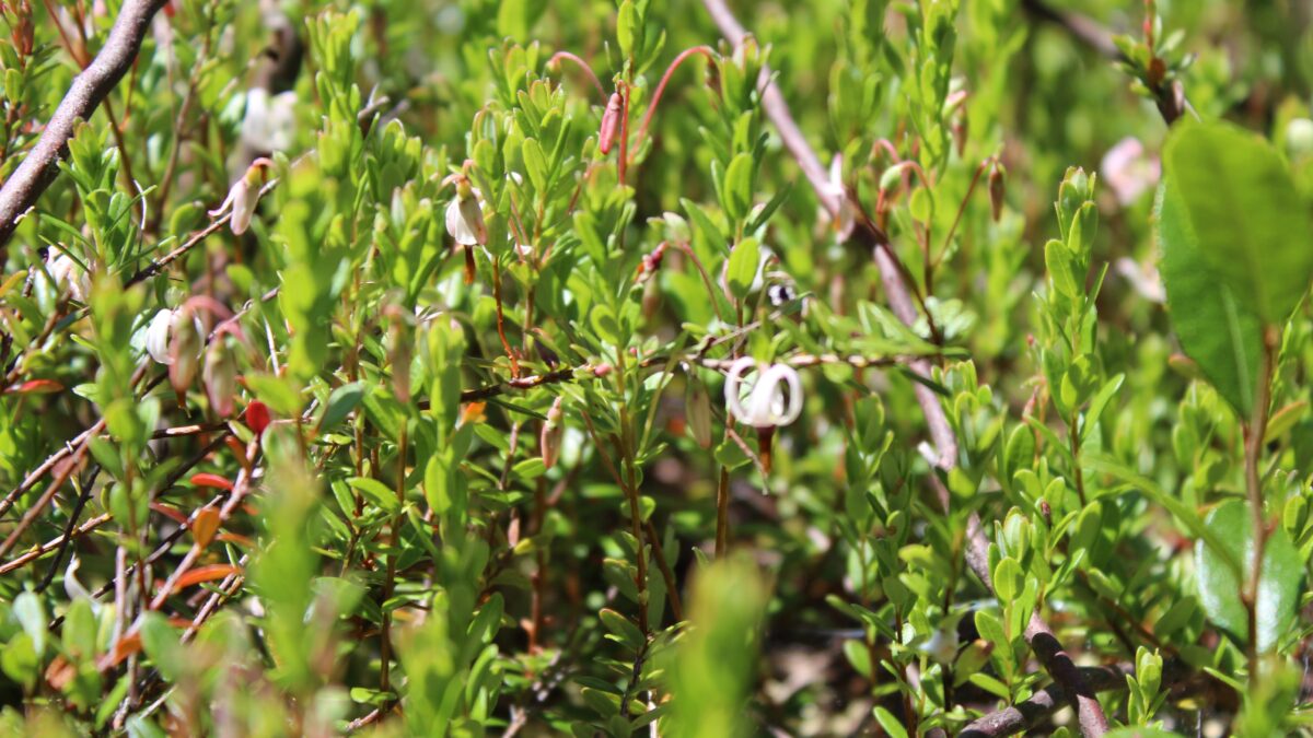 Help Us Bring Nature to Dennis Port! – Dennis Conservation Land Trust