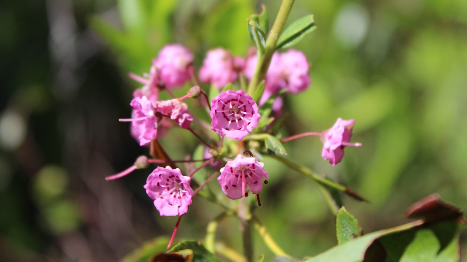 Help Us Bring Nature to Dennis Port! – Dennis Conservation Land Trust