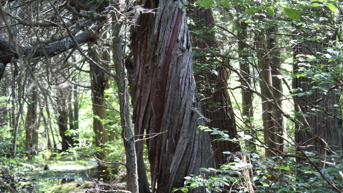 Help Us Bring Nature to Dennis Port! – Dennis Conservation Land Trust