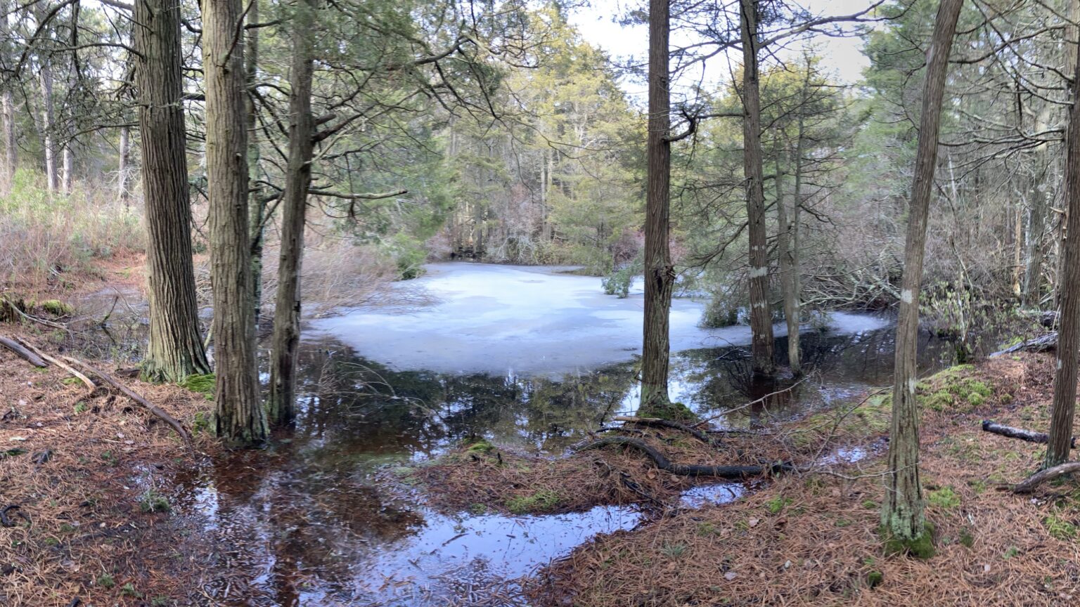 Help Us Bring Nature to Dennis Port! – Dennis Conservation Land Trust